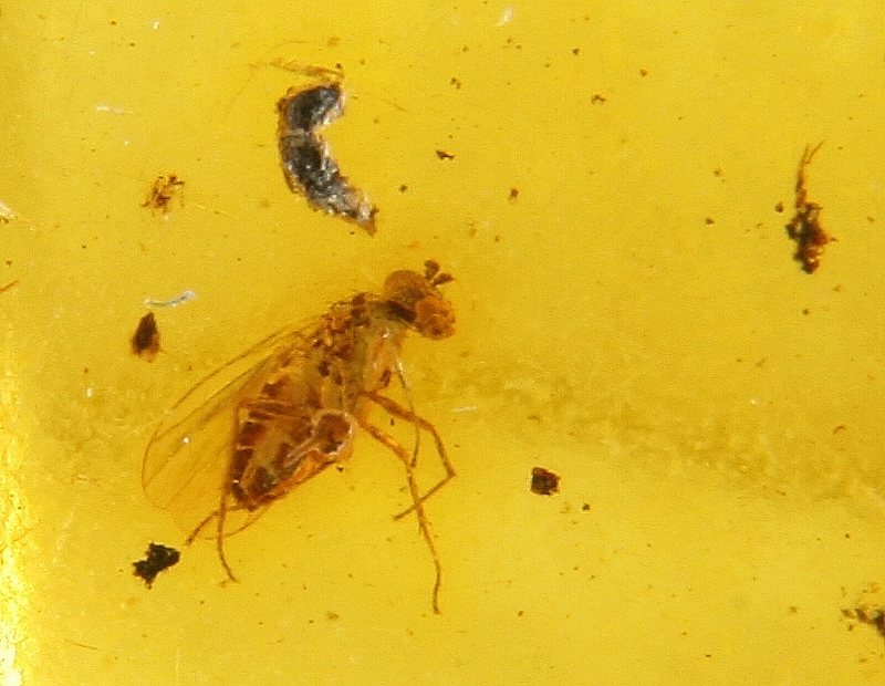 Bernstein mit fossilem Insekt, Ring, Silber 925