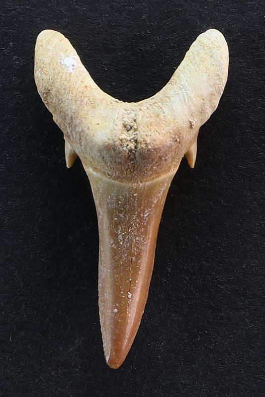 Cretolamna appendiculata (Agassiz, 1843)