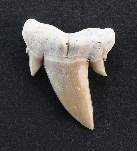 Cretolamna (Lamna) achersoni (Stromer, 1905) | TOPGEO