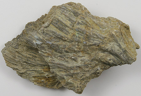Crinoids Limestone