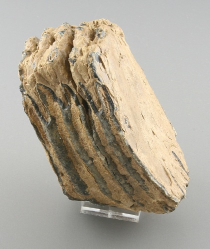 Mammuthus primigenius