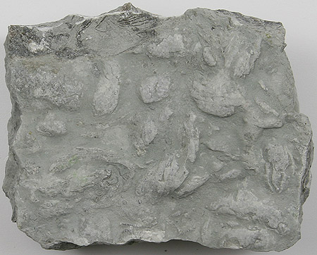 Mergel (Modiolopsis Schicht)