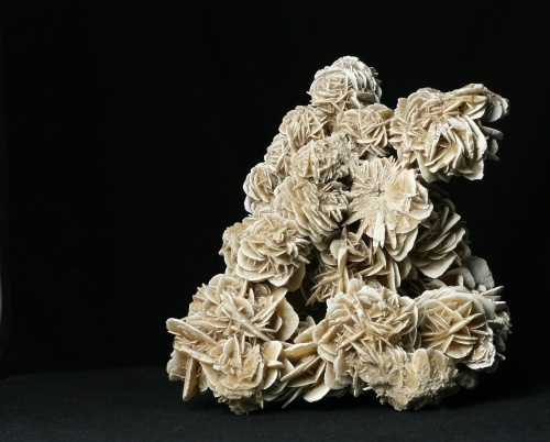 Sádrovec (pouštní růže) | TOPGEO