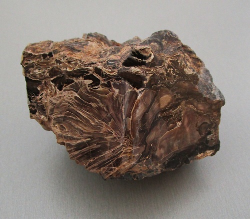 Stigmaria - Sigillaria) | TOPGEO